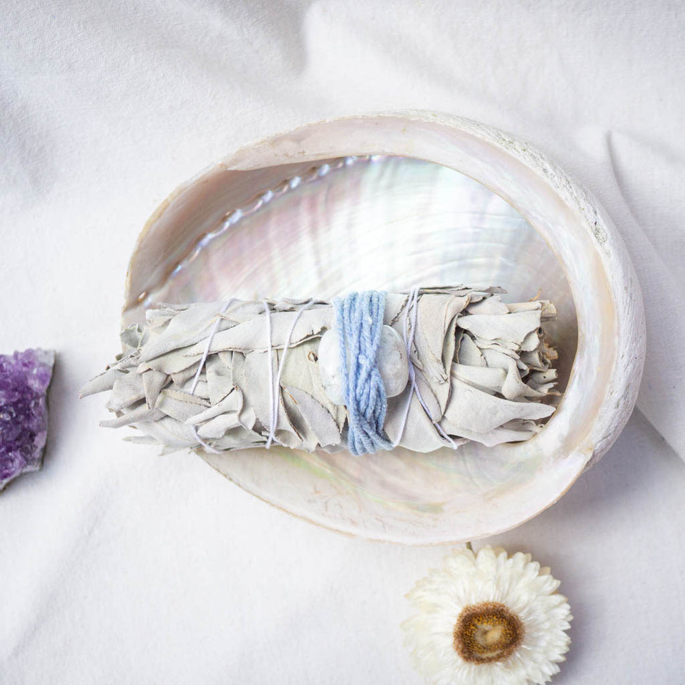 Abalone Shell White Western Australia | Northern Sky